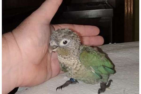 Turquoise baby green cheeked Conure