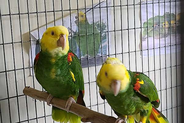 Amazon parrots