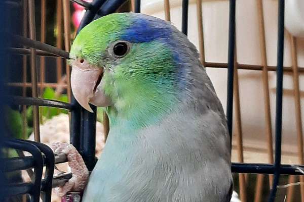 Gem & Esme, Parrotlet Pair