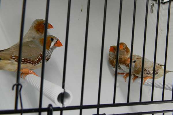 Orange breast zebra finch split full Orange