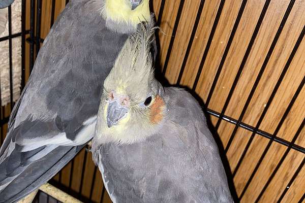 Beautiful Cockatiel for Sale.