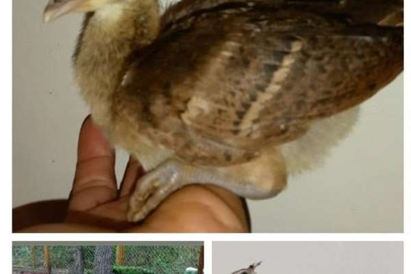 Peachicks (Baby Peacocks) India Blues--- No Shipping
