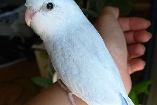 Baby Parrotlet - White with light blue