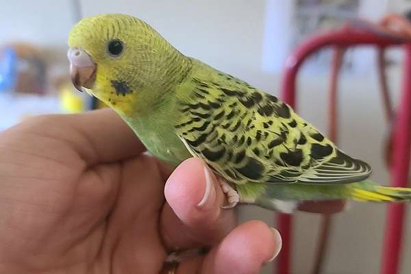 Parakeet