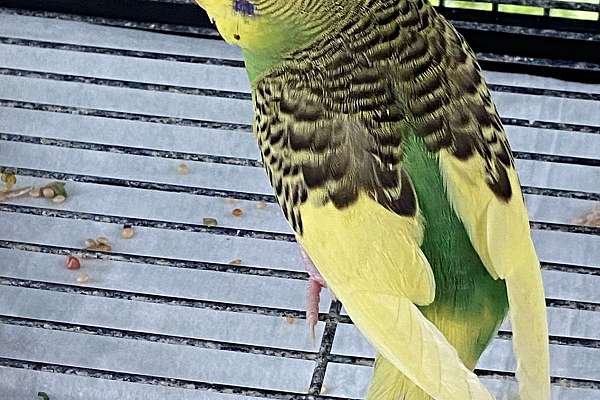 Young Hybrid / English Cross