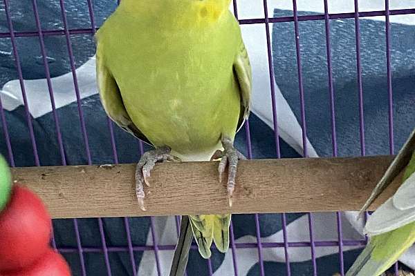 Young Parakeets (Budgies)