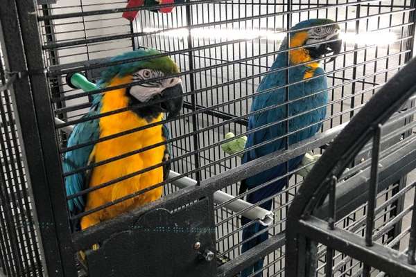Blue and gold macaw pair