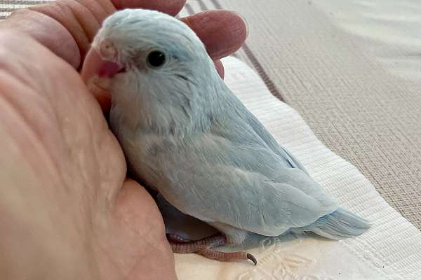 Beautiful Baby Parrotlets
