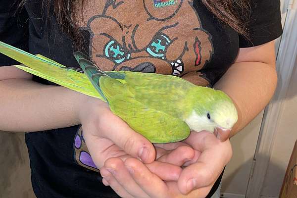Opaline green Quaker parrot