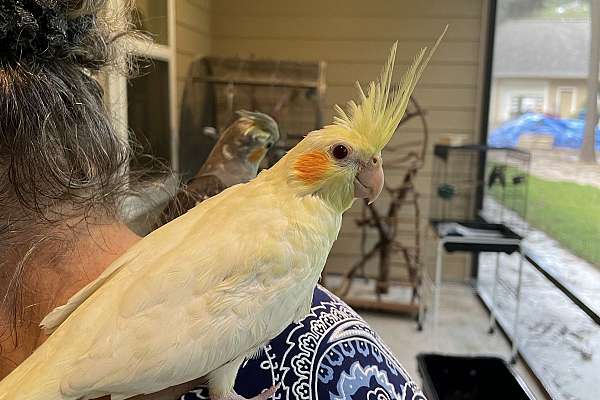 Hand fed cockatiels and parakeets