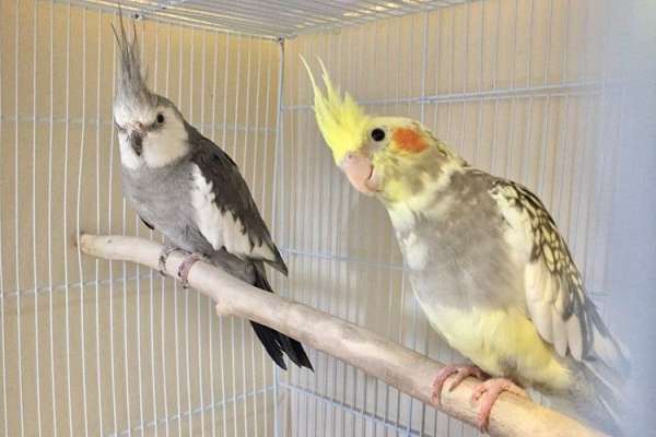 Proven cockatiel pairs