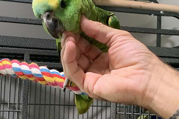 Blue fronted Amazon with Cage