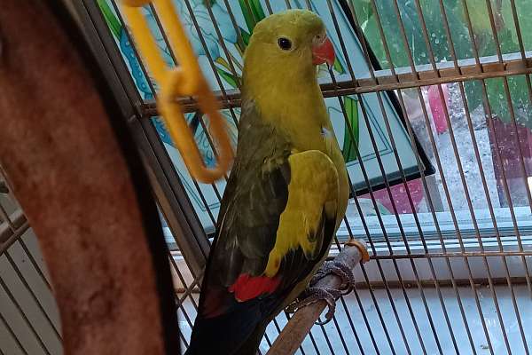Male Rock Pebbler Regent Parrot For Sale