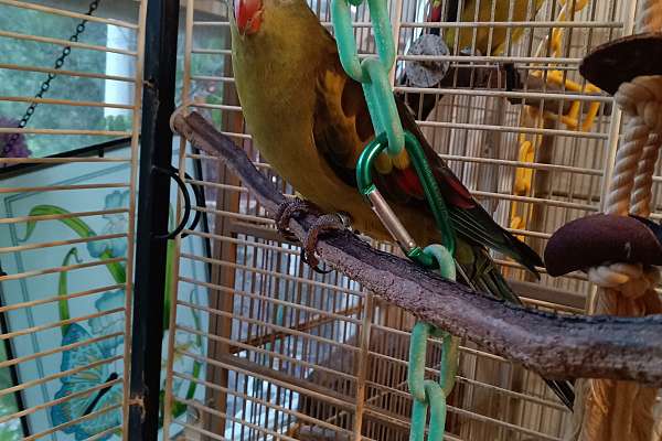 Female Rock Pebbler Regent Parrot For Sale