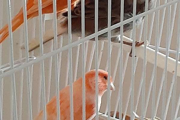 Color bred Canaries for sale