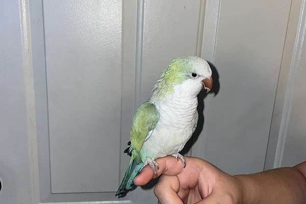 Turquoise Opaline quaker parrot