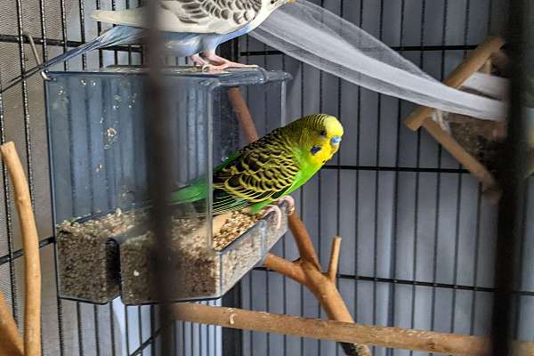 Parakeets for sale