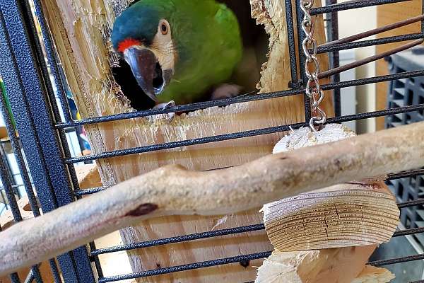 Illiger Macaw Breeders