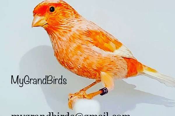 2021 Red factor/Mosaic Canaries