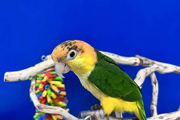 White Bellied Caique baby