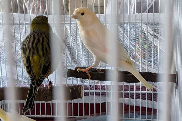 Male White American Singer Canary