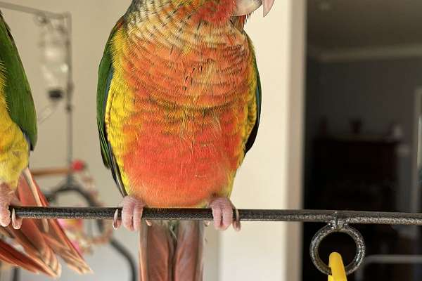 High Red Female Yellow Sided Conure