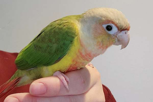 Young Conure for sale