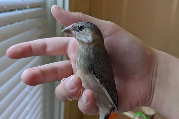 Wild Color young Java Finches available