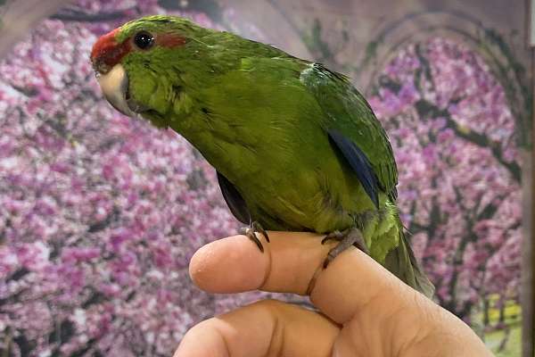 Baby male Kakariki