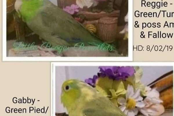 Breeding Pair, Single Adults, Babies