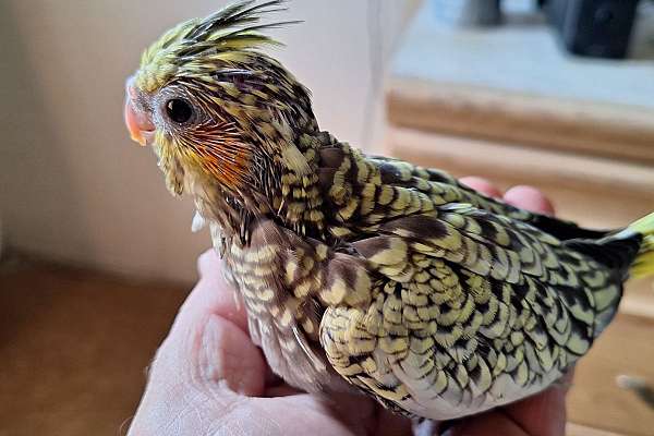 Super Tame Cockatiels, All Stages and Mixes. Breeding pairs.