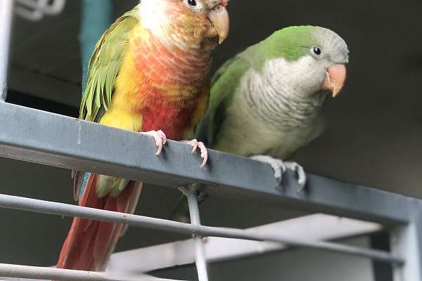Bonded pair (Conure and Quaker)