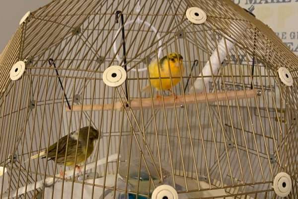 2 singer Canaries Gloster $110 each Both Males