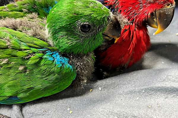 Eclectus Solomon Island Baby