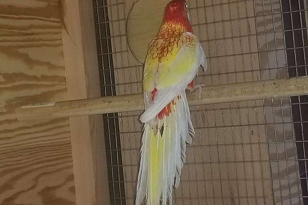 DNA Female Rubino Rosella