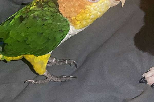 White Belly Male Caique