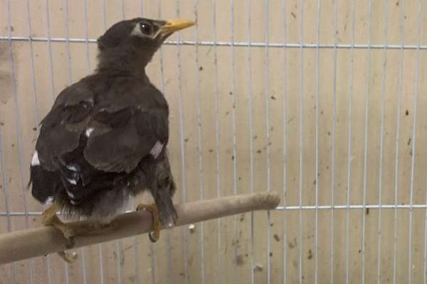 Male Mynah bird