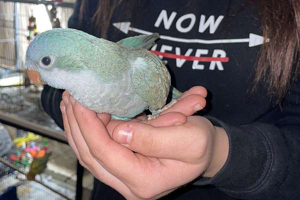 Turquoise quaker parrot