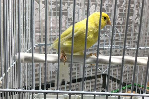 Yellow Female Adult Canary, Zephyrhills