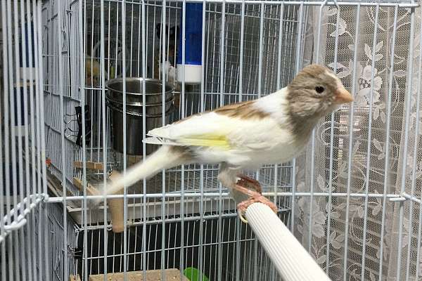White Light Gray Male Singing Canary Zephyrhills