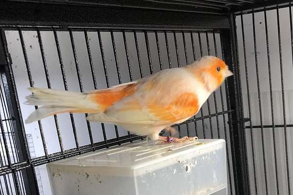 Canary Young Mosaic Male