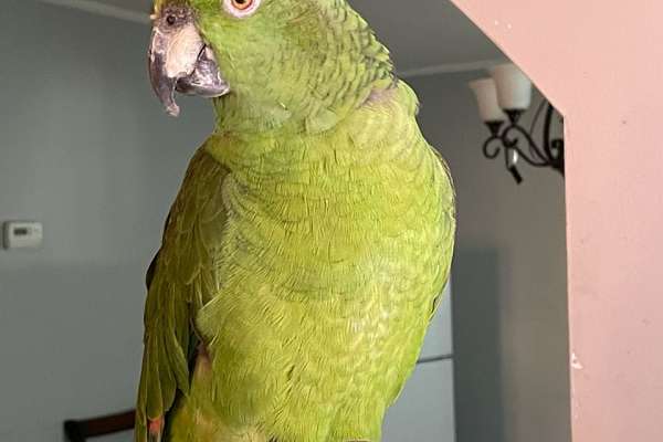 Yellow naped amazon