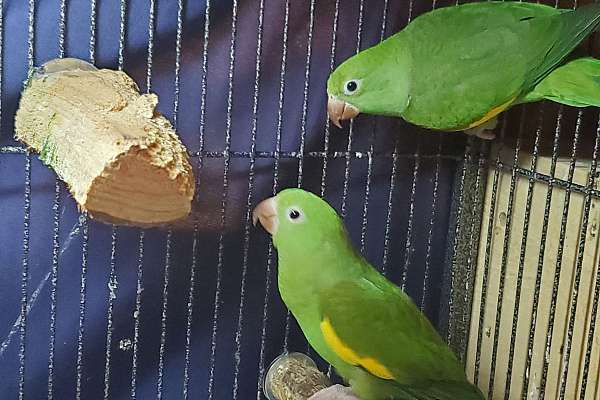 Canary Wing Parakeets