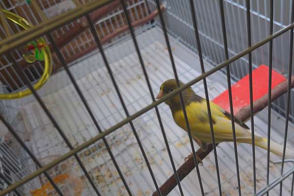 Canary , Spanish Timbrado /2019 /banded/ male