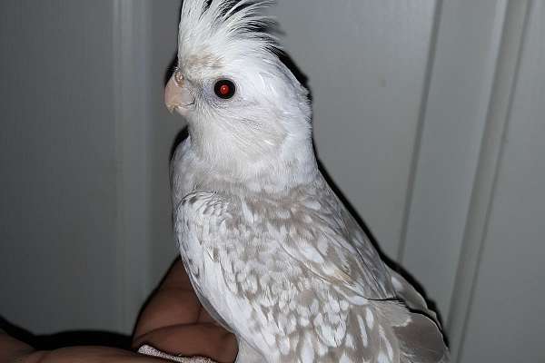 Female Whiteface Cockatiel