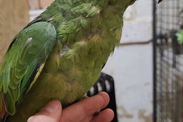 Yellow-crowned Amazon