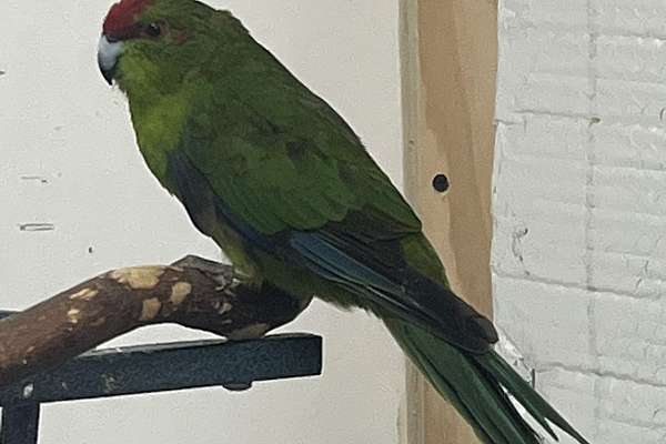 Female kakariki parrot