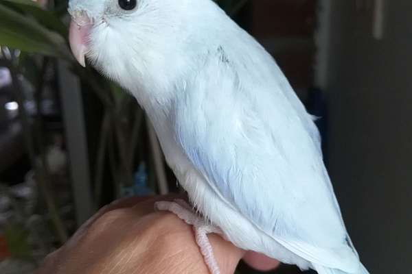Baby Parrotlet - white with light Blue reflection