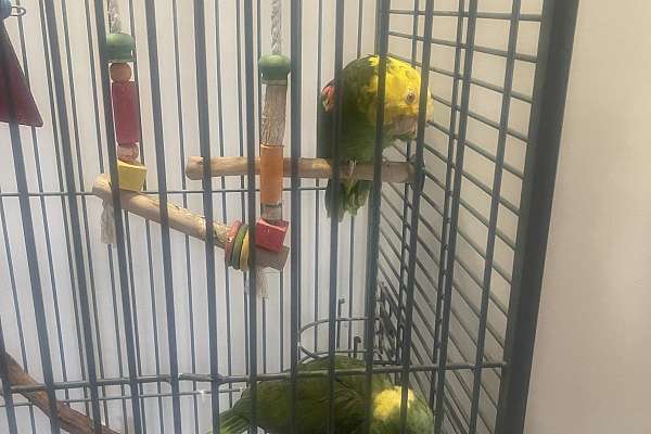 Beautiful Double Yellow and Yellow Nape Amazon Parrots