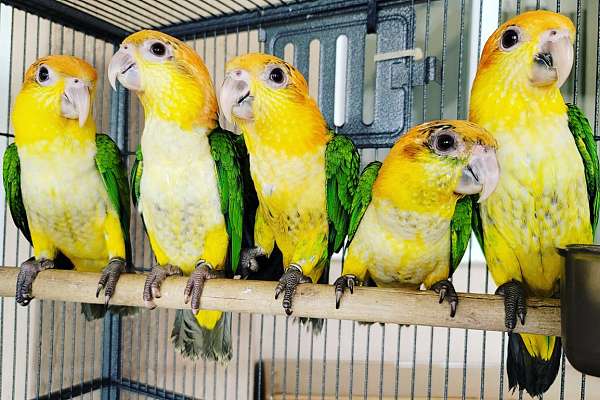 White Belly Caique babies handfed